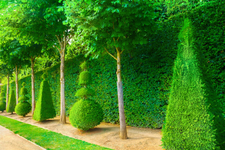 Top 10 des plus beaux arbres à planter dans son jardin - Débroussaillez