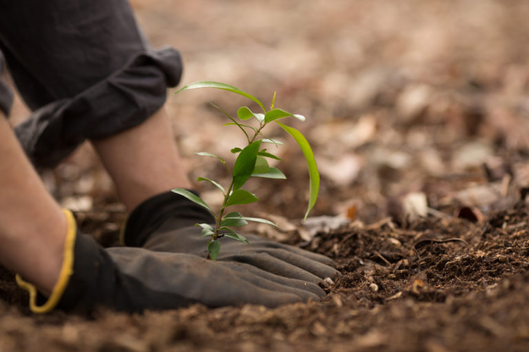 Comment planter un arbre dans son jardin ? Nos conseils de pro ...