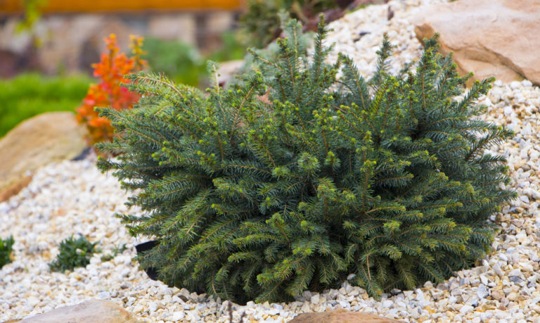 Épicéa : les espèces, comment les planter et les tailler ...