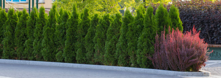 Comment avoir une belle haie de thuyas dans son jardin ? - Débroussaillez