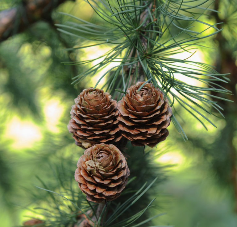 Espèce de mélèze : des arbres majestueux dans son jardin - Débroussaillez