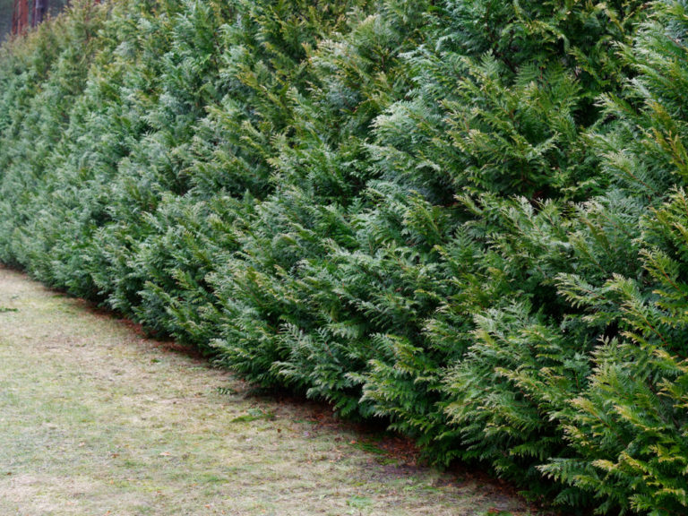 Comment avoir une belle haie de thuyas dans son jardin ? - Débroussaillez