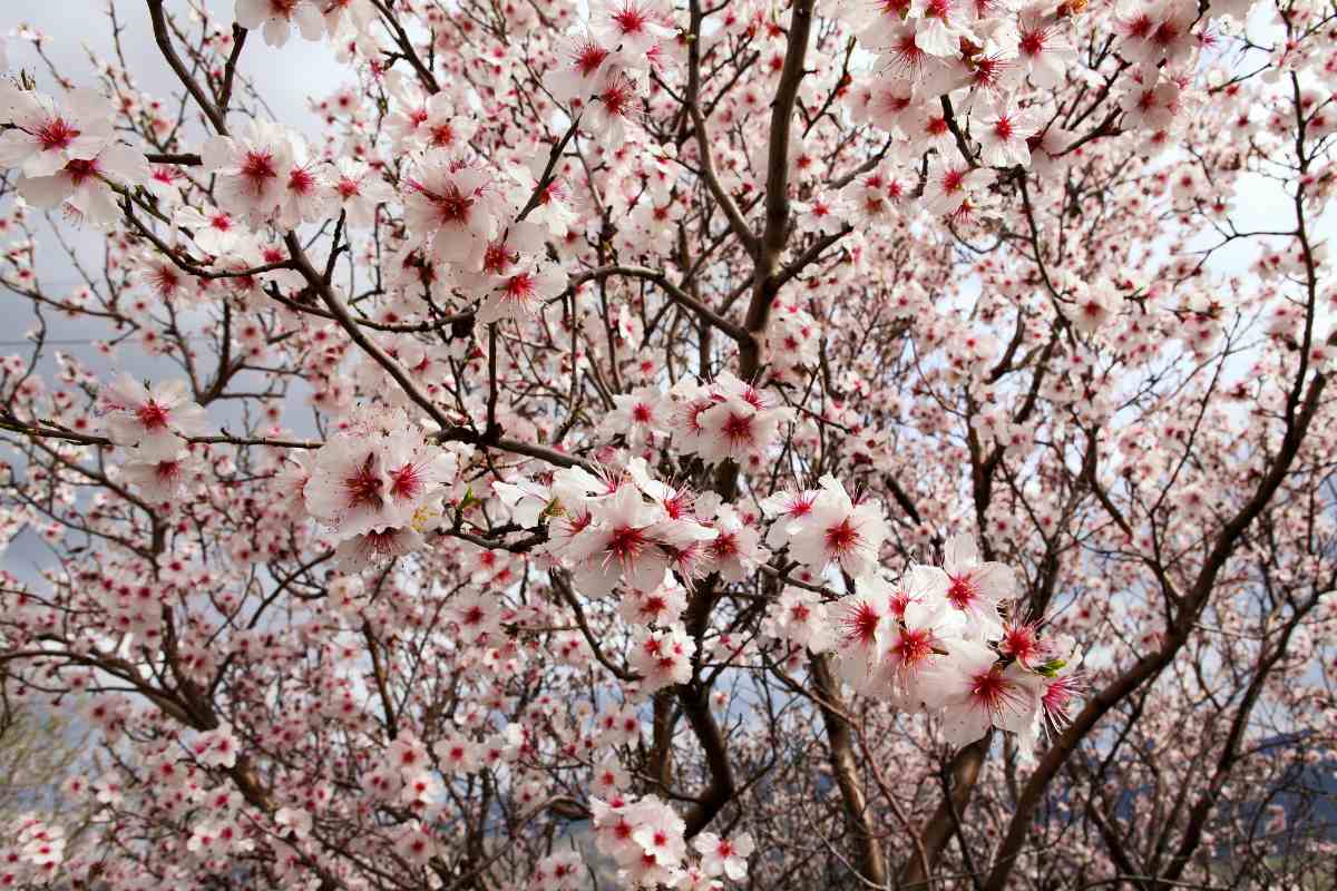 6 arbres adaptés au Sud de la France à planter dans son jardin ...