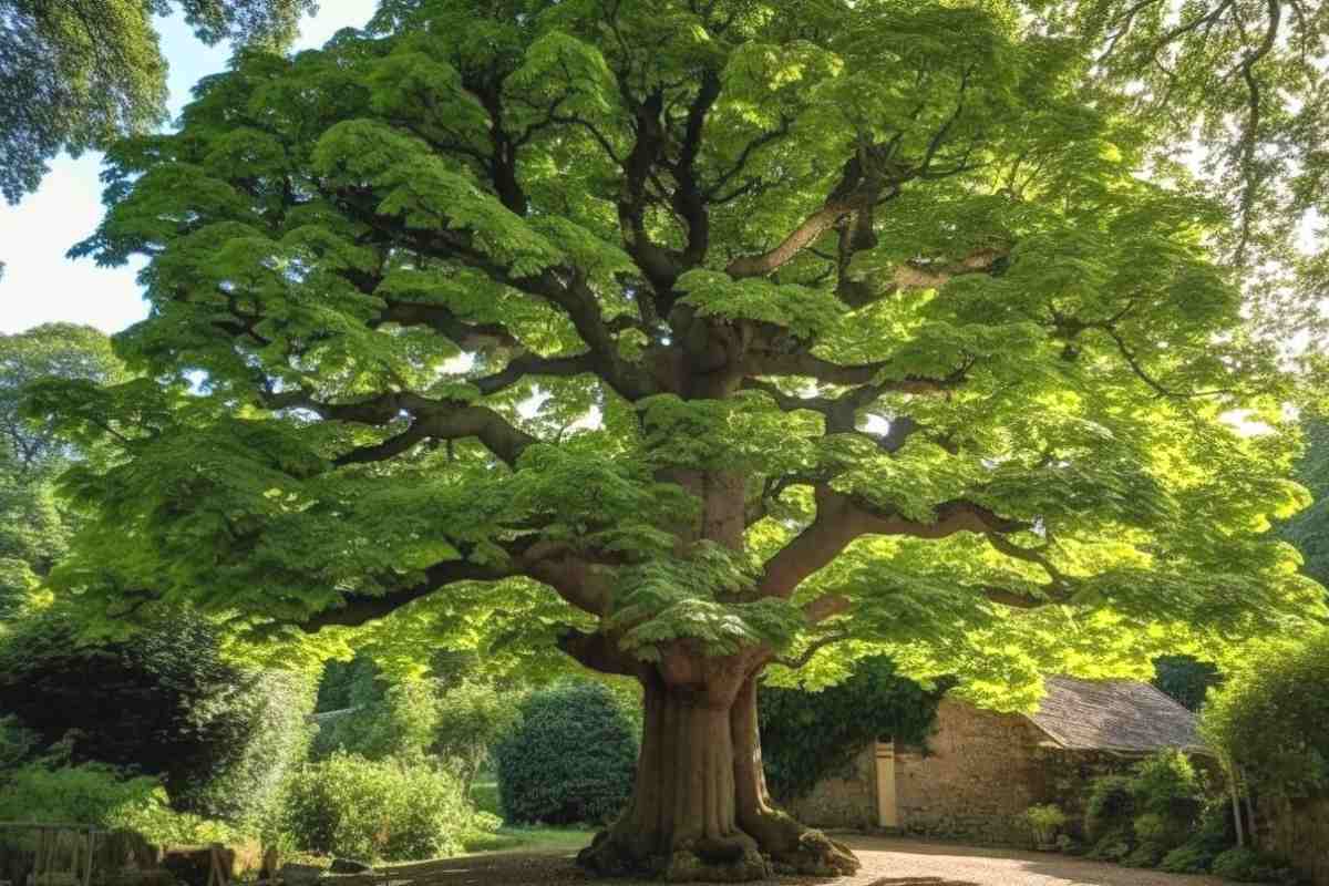 6 arbres adaptés à la Bretagne à planter dans son jardin - Débroussaillez
