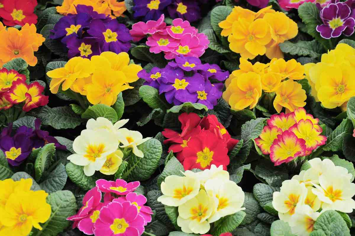 8 fleurs à planter dans son jardin en avril - Débroussaillez