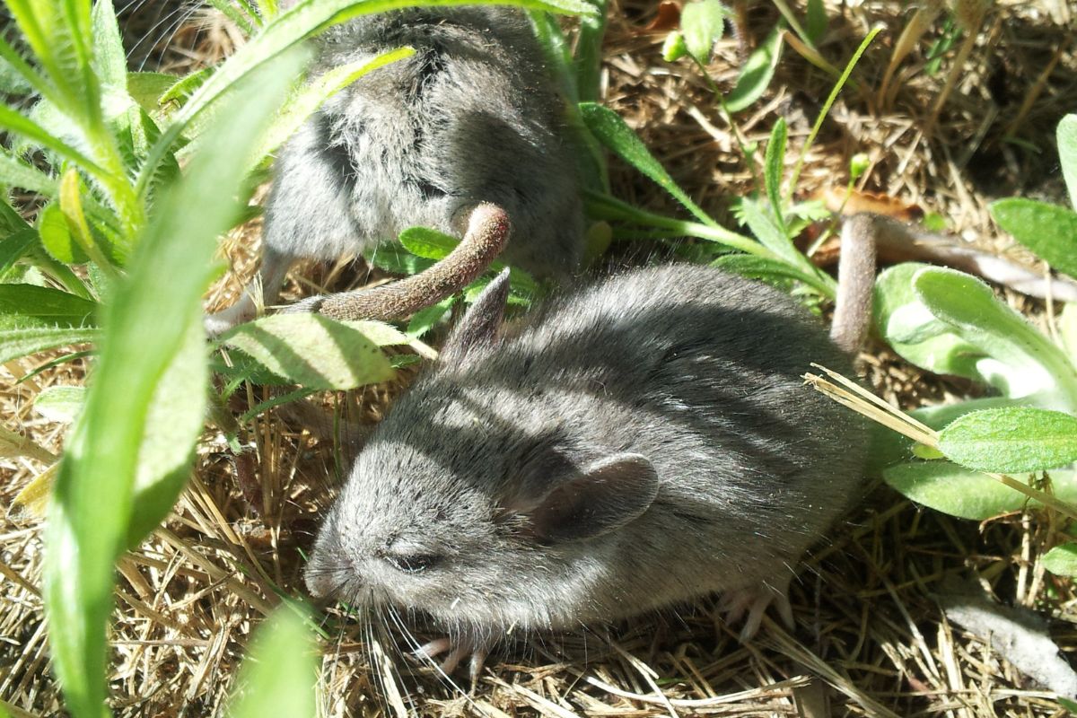 Votre jardin est envahi de mulots : ce que vous ne devez absolument pas ...
