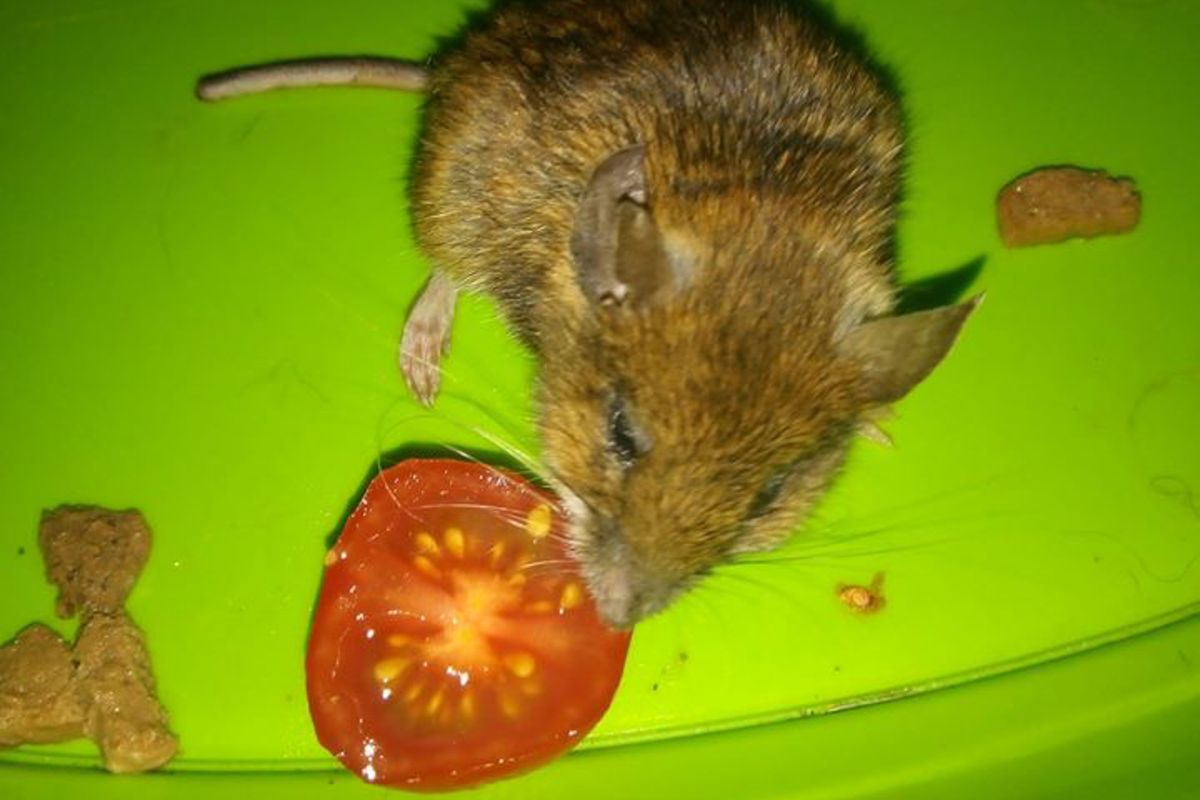 Que mange un loir dans une maison ? tout savoir - Débroussaillez