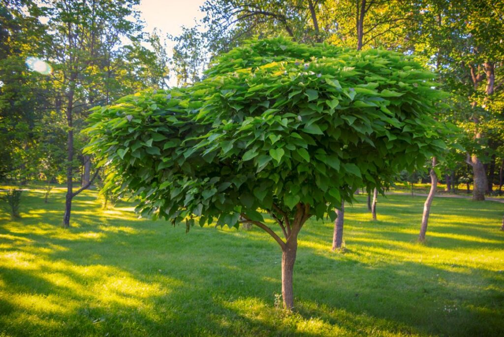 Top 10 des plus beaux arbres à planter dans son jardin - Débroussaillez